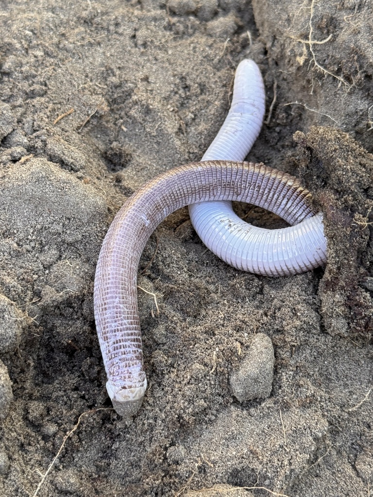 Angolan spade-snouted worm lizard from North West, BW on January 30 ...