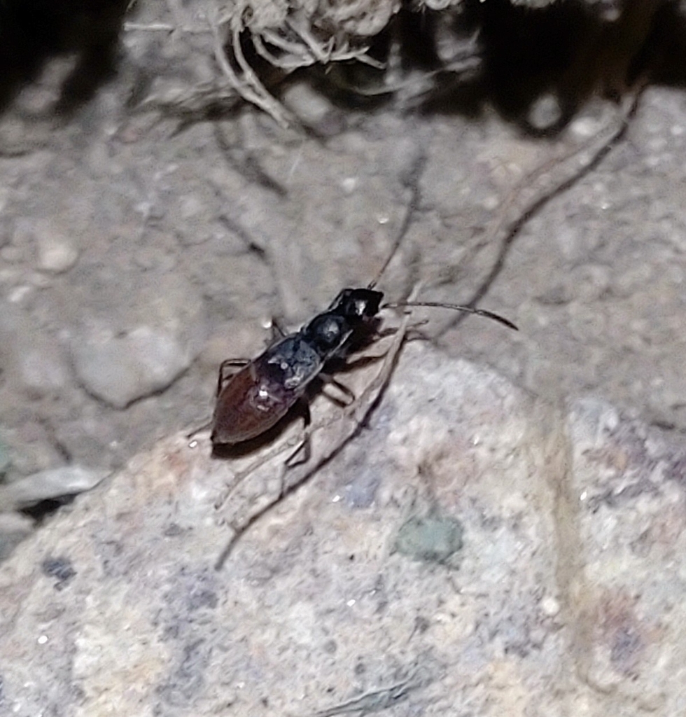 Metochus abbreviatus from 日本、〒591-8022 大阪府堺市北区金岡町128 on October 2, 2024 at 08:16 PM by はる ...