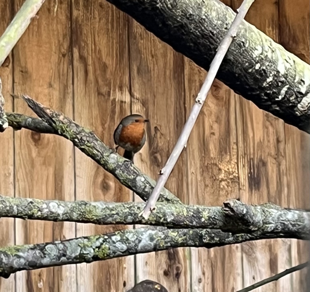 European Robin from Fenn Street, Rochester, England, GB on February 2 ...