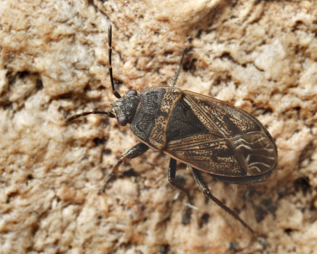 dune groundbug (Seed Bugs and Bordered Plant Bugs of the United States ...