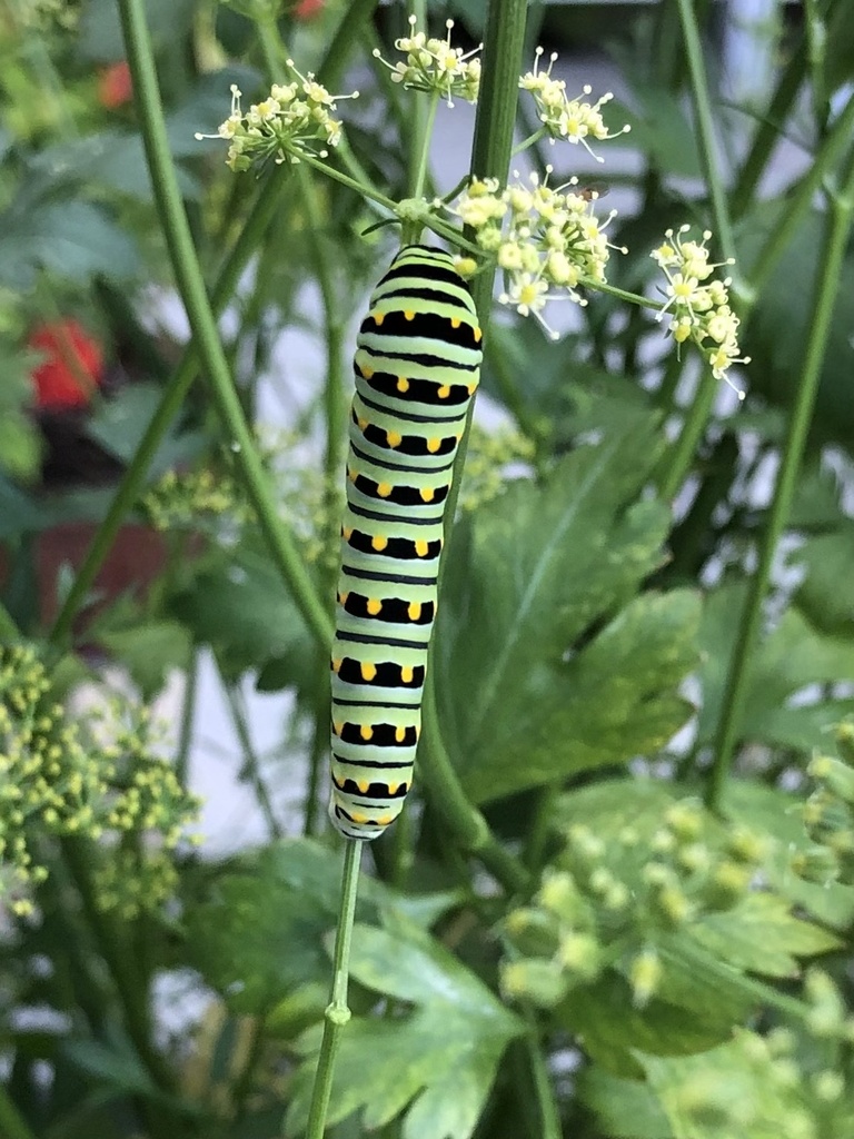 Black Swallowtail from Lake Morey Rd, Fairlee, VT, US on August 19 ...
