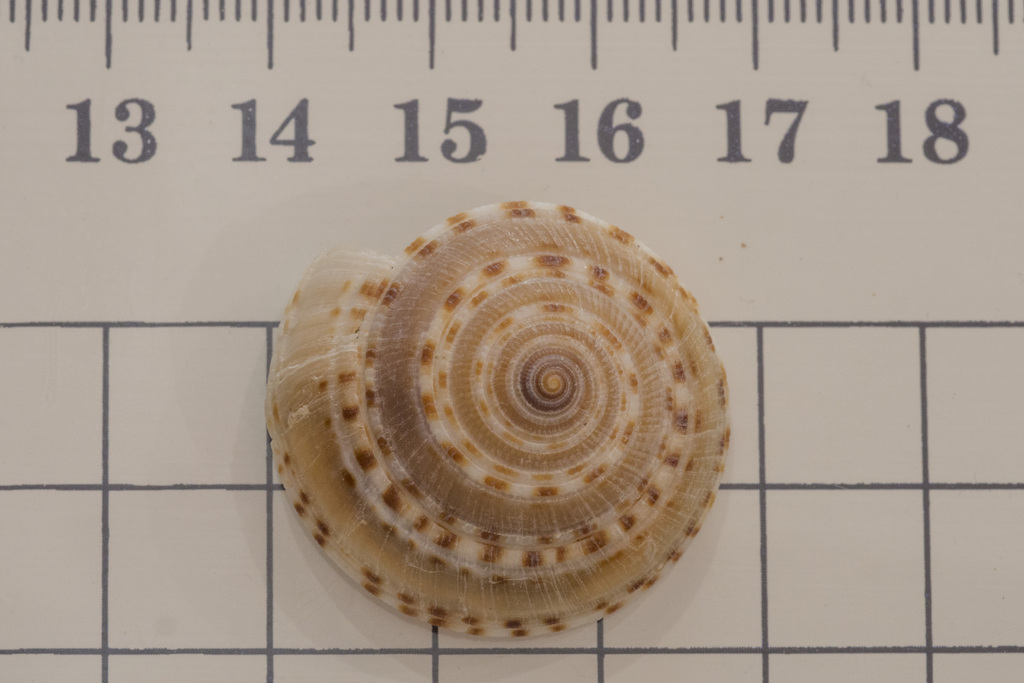 Architectonica perdix from Back beach Вунгтау, Ба Риа-Вунг Тао, Вьетнам ...