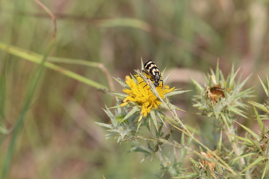 Lobed African Thistle from Parys, South Africa on February 2, 2025 by ...