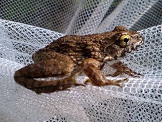 Wrinkled Frog from Hashima, Ichikikushikino, Kagoshima, JP on September ...