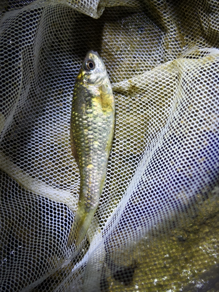 Osteochilus salsburyi from Guigang, CN-GX, CN on January 31, 2025 at 11 ...