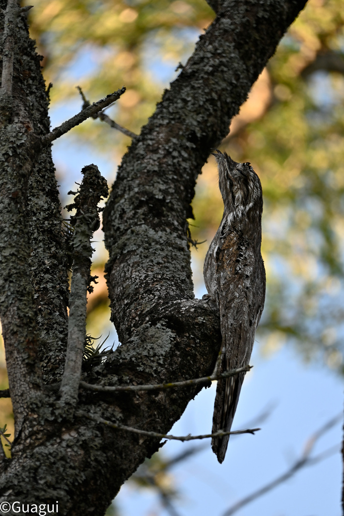 Common Potoo from Parque nacional El Impenetrable, Delegación Municipal ...