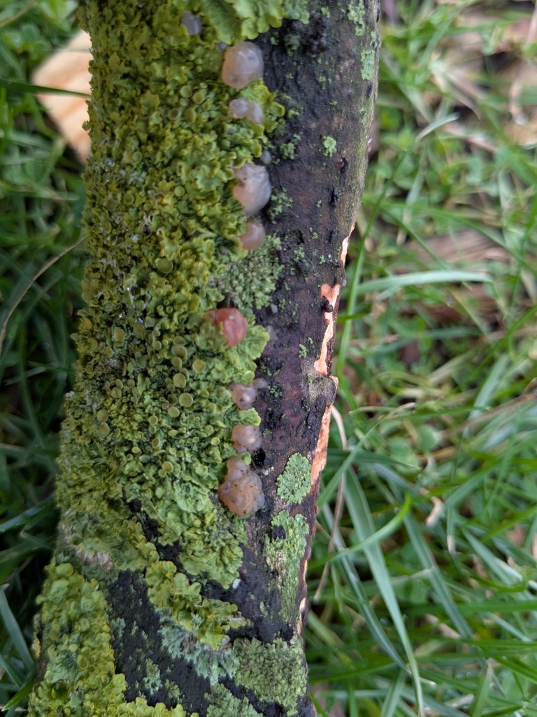 Crystal Brain Fungus from Stenhouse, Saughton Mains and Whitson ...