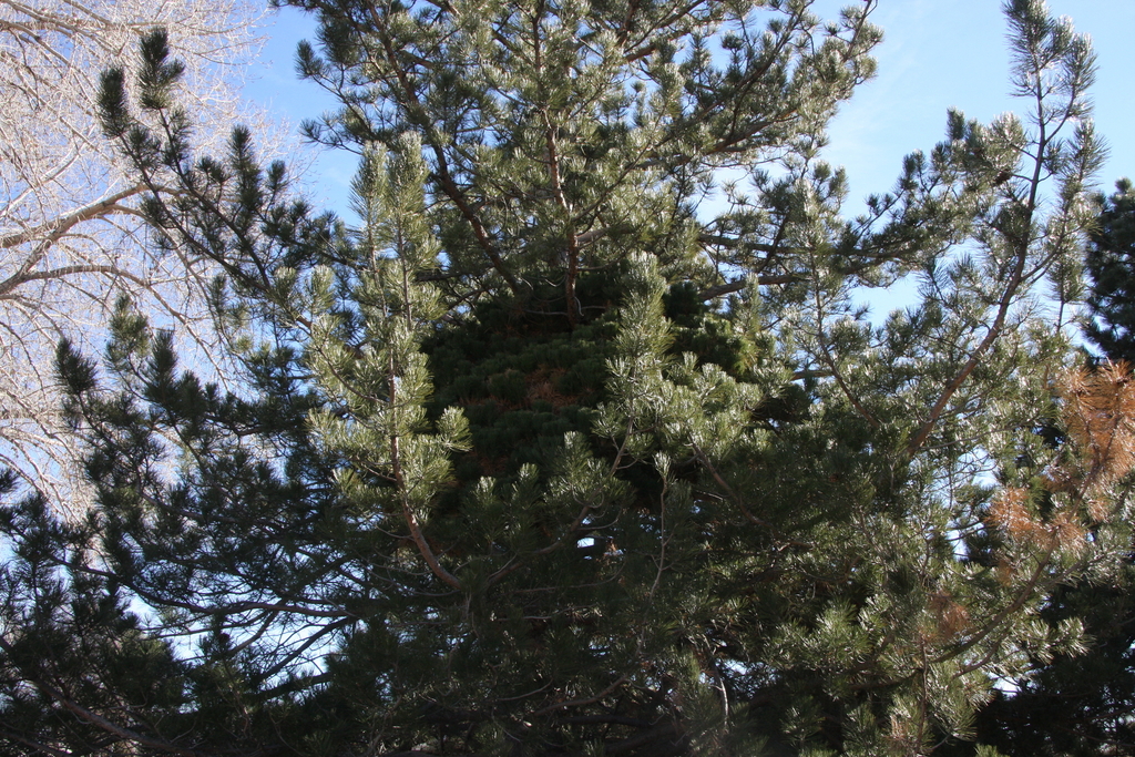 black pine from Congress Park, Denver, CO 80206, USA on January 28 ...