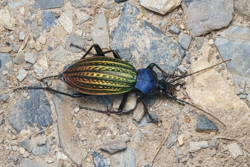 Carabus davidis from 中国浙江省杭州市临安区 on May 10, 2024 at 02:05 PM by Huang ...