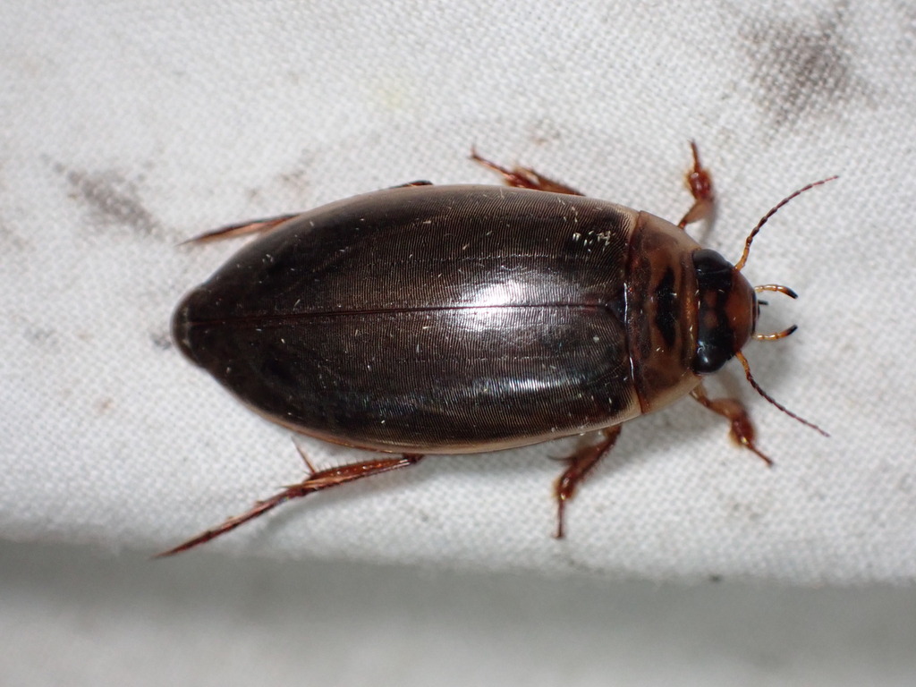 Colymbetes in June 2023 by Angus Mossman. At blacklight after dark on ...