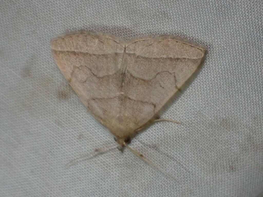 Early Fan-foot in June 2023 by Angus Mossman. At blacklight after dark ...