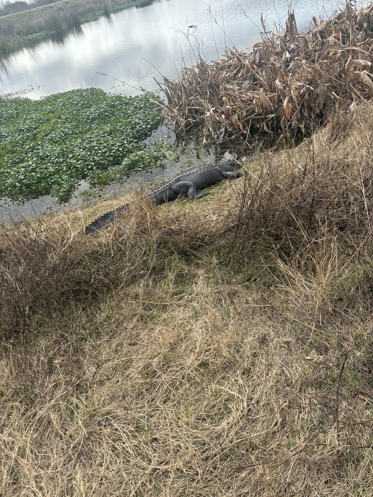 American Alligator from Paynes Prairie Preserve State Park, Gainesville ...