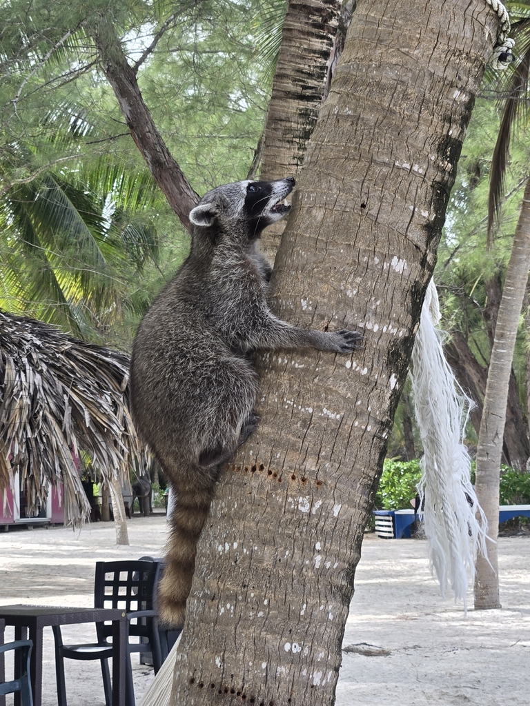 Pygmy Raccoon from 77683 Quintana Roo, Mexico on January 31, 2025 at 02 ...