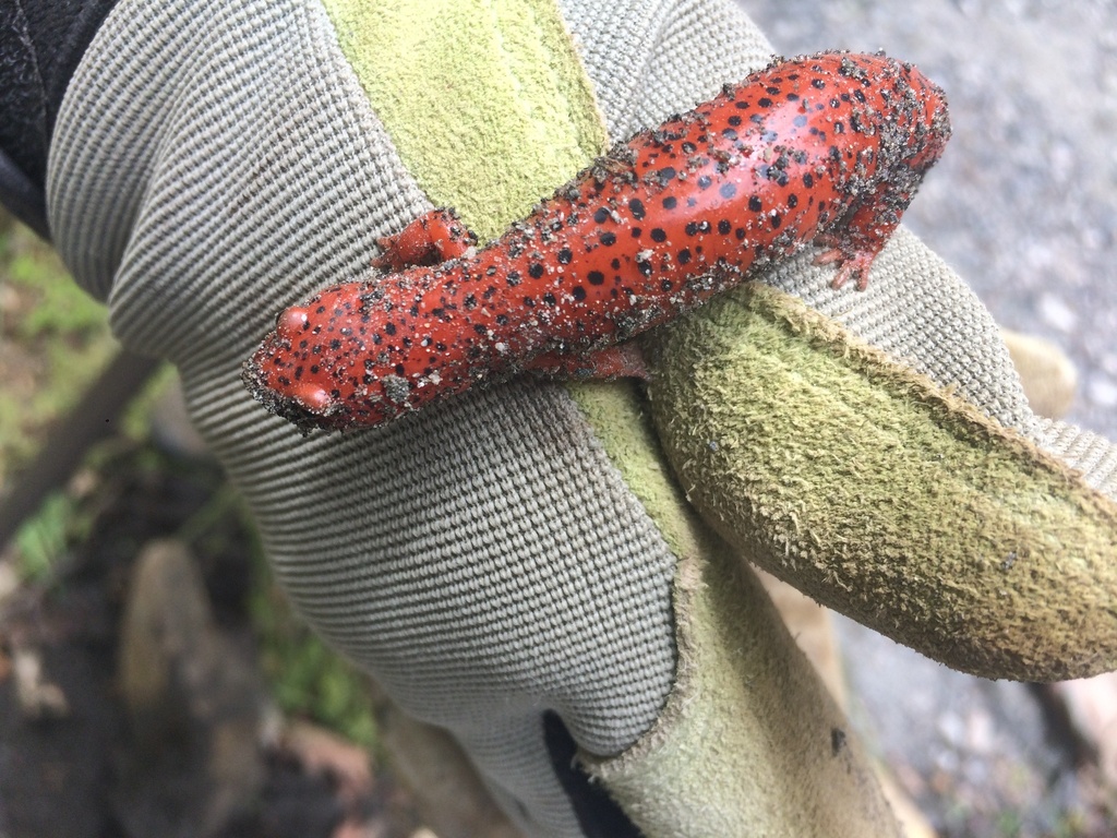 Red Salamander from Pisgah National Forest, Marshall, NC, US on May 4 ...