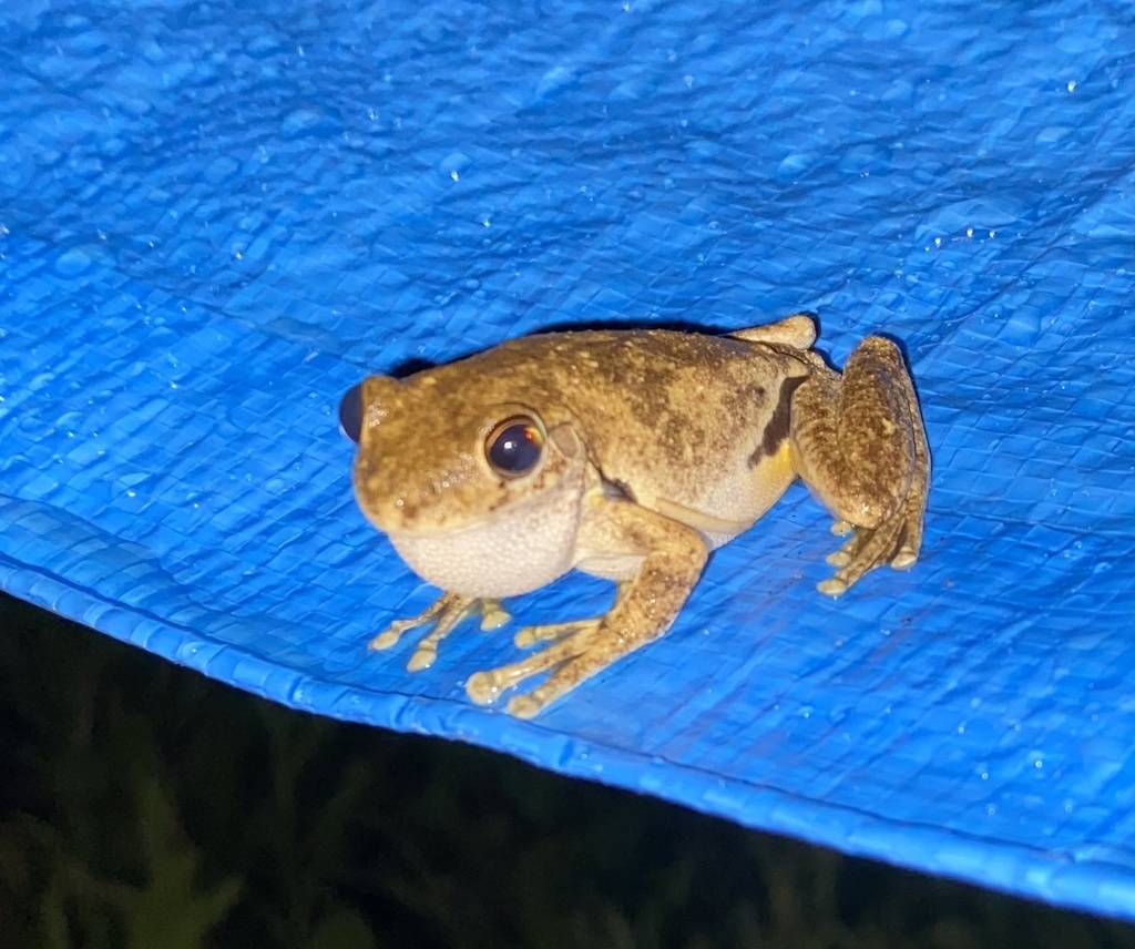 Western Laughing Tree Frog in December 2022 by tropicalaussie · iNaturalist