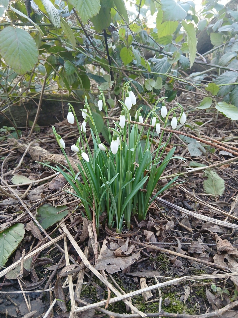 common snowdrop from York YO10, UK on February 2, 2025 at 03:50 PM by ...