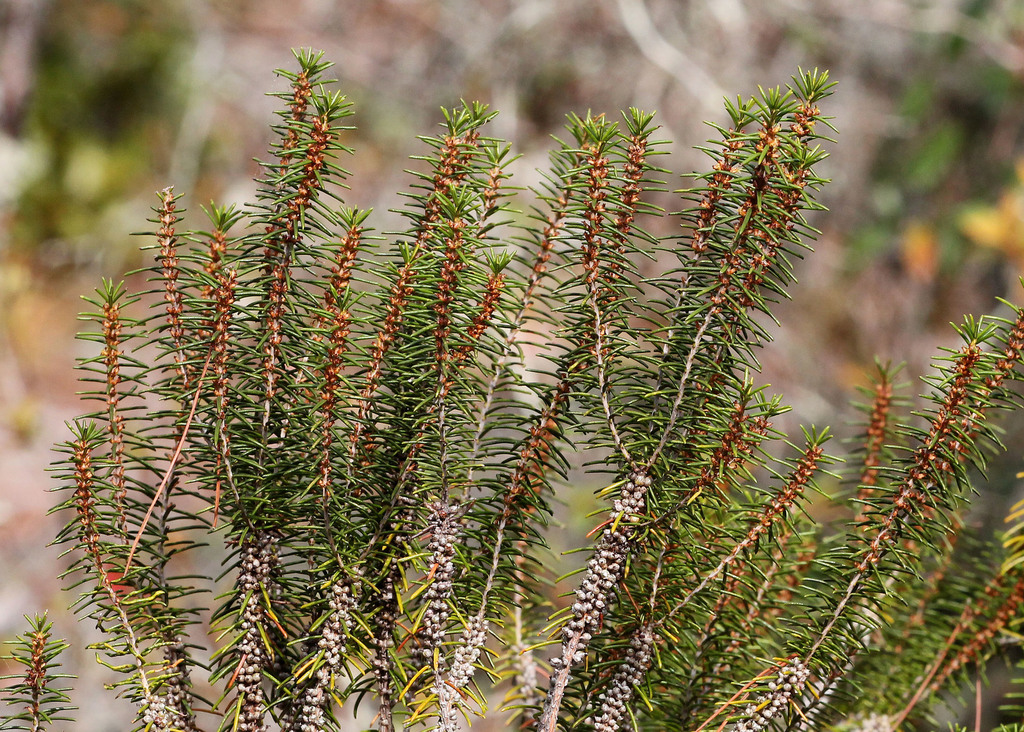 Florida rosemary (Plants of the Florida Sandhill) · iNaturalist