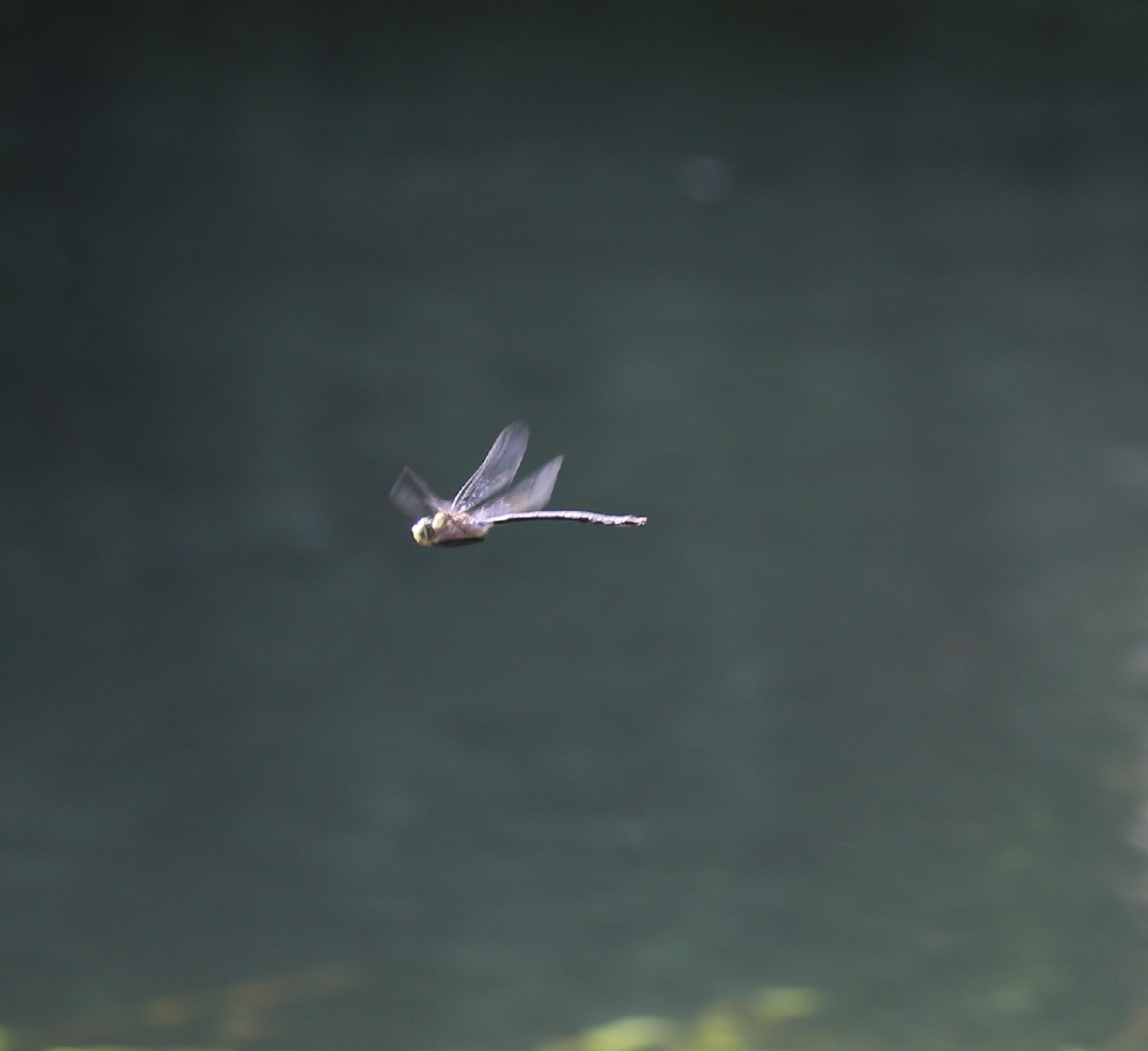 Anax georgius Selys, 1872