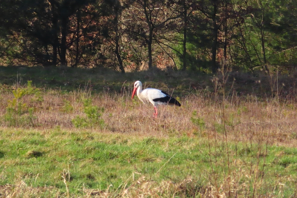 European White Stork from Slangenburg, Kasteel Slangenburg, 7004 ...
