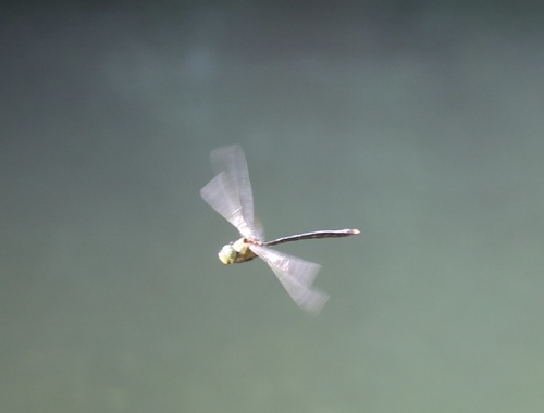 Anax georgius · iNaturalist Mexico