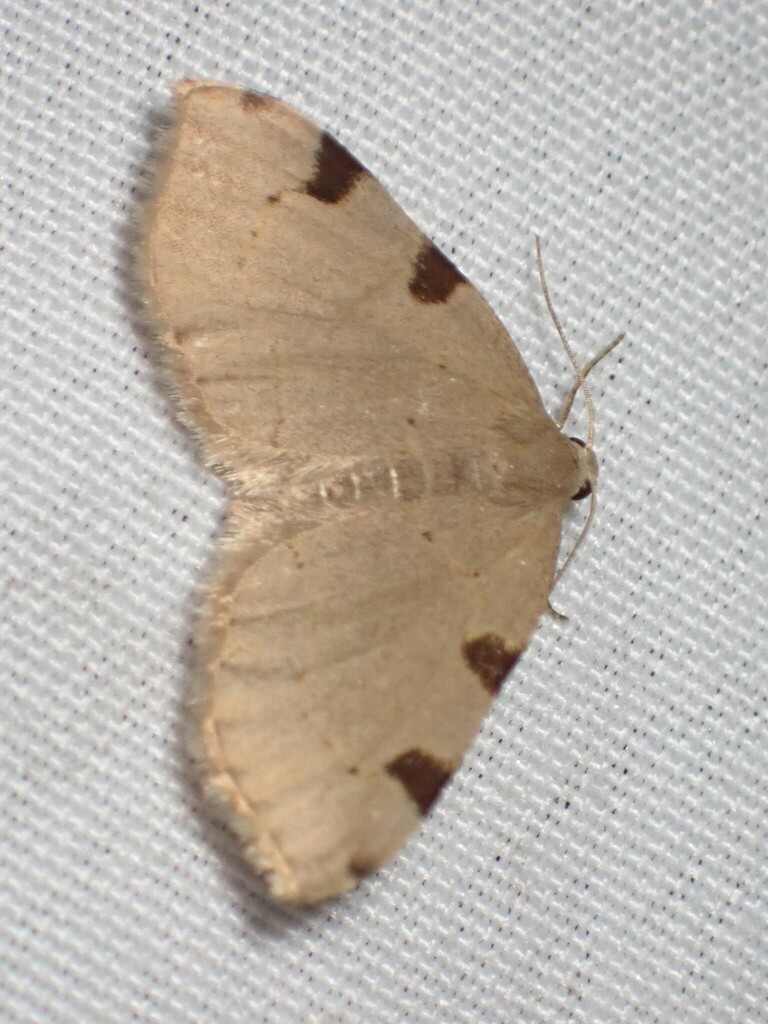 Three-spotted Fillip in June 2023 by Angus Mossman. At blacklight after ...