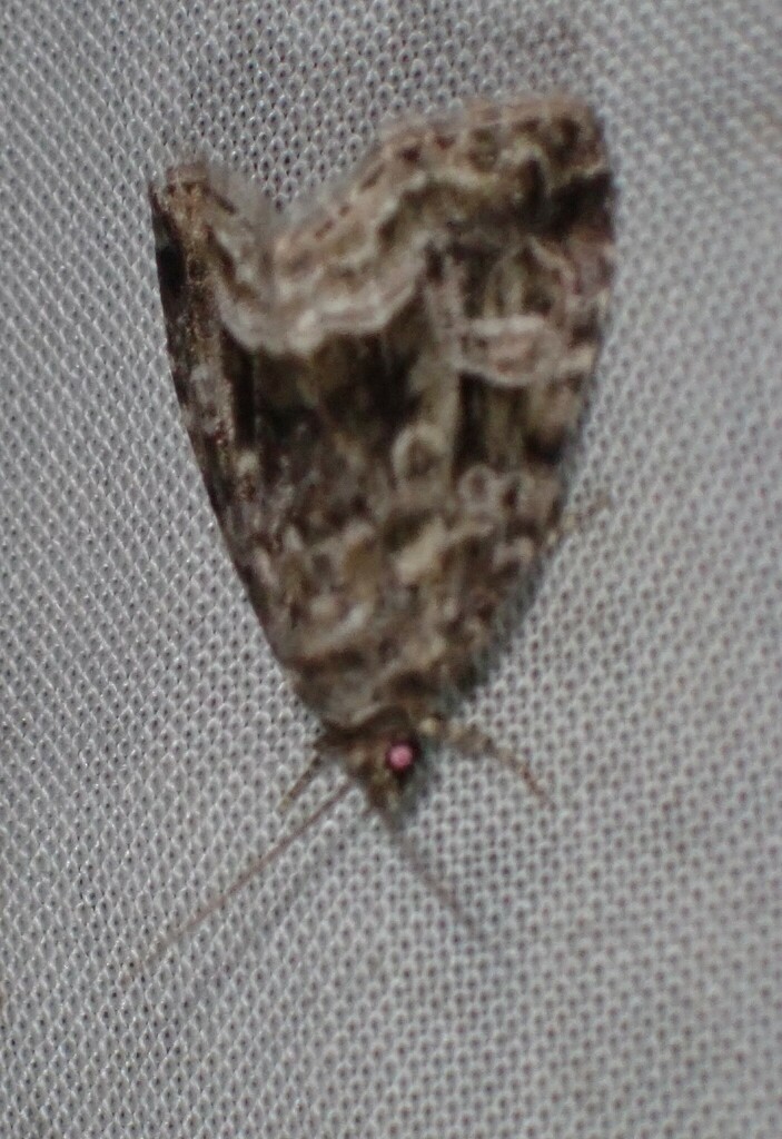 Large Mossy Glyph in June 2023 by Angus Mossman. At blacklight after ...