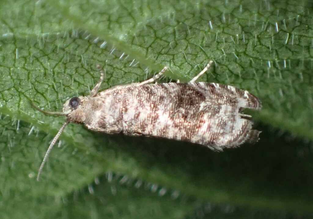 Grapholitini in June 2023 by Angus Mossman. Among vegetation after dark ...