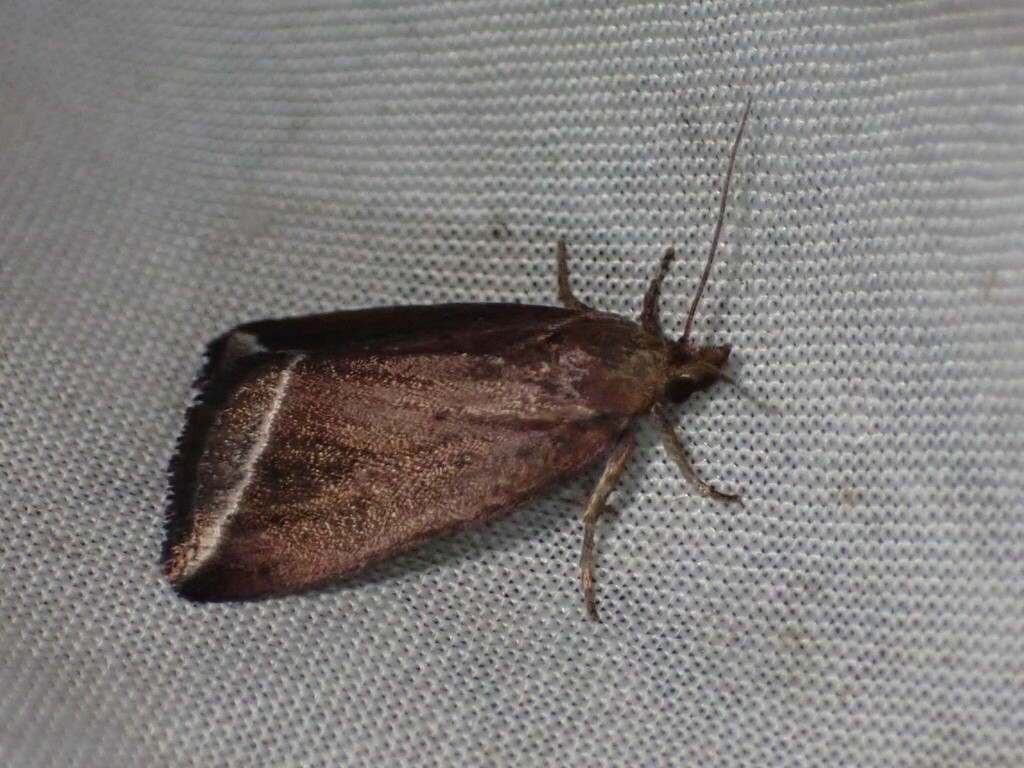 Curved Halter Moth in June 2023 by Angus Mossman. At blacklight after ...