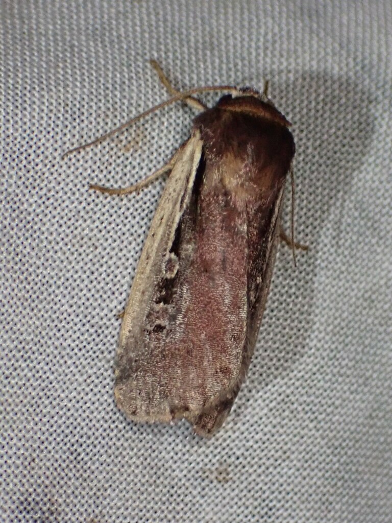 Flame-shouldered Dart in June 2023 by Angus Mossman. At blacklight ...