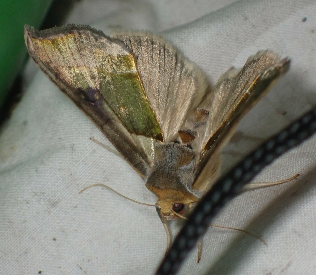 Hologram Moth in June 2023 by Angus Mossman. At blacklight after dark ...