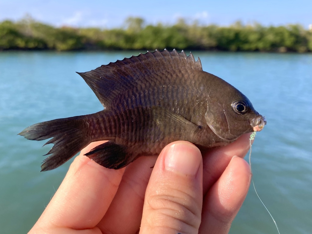 Dusky Damselfish from Bill Baggs Cape Florida State Park, Key Biscayne ...
