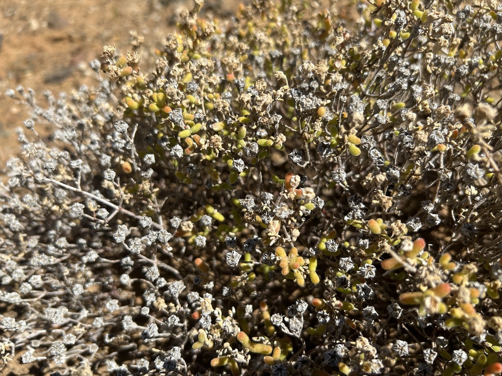 Drosanthemum comptonii from Central Karoo District Municipality, South ...
