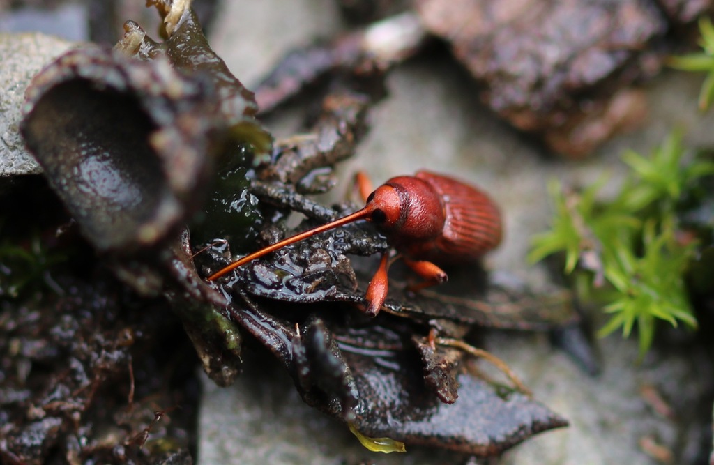 Chestnut Weevil from Zona Rural Noroeste, Vitoria-Gasteiz, Álava, Spain ...