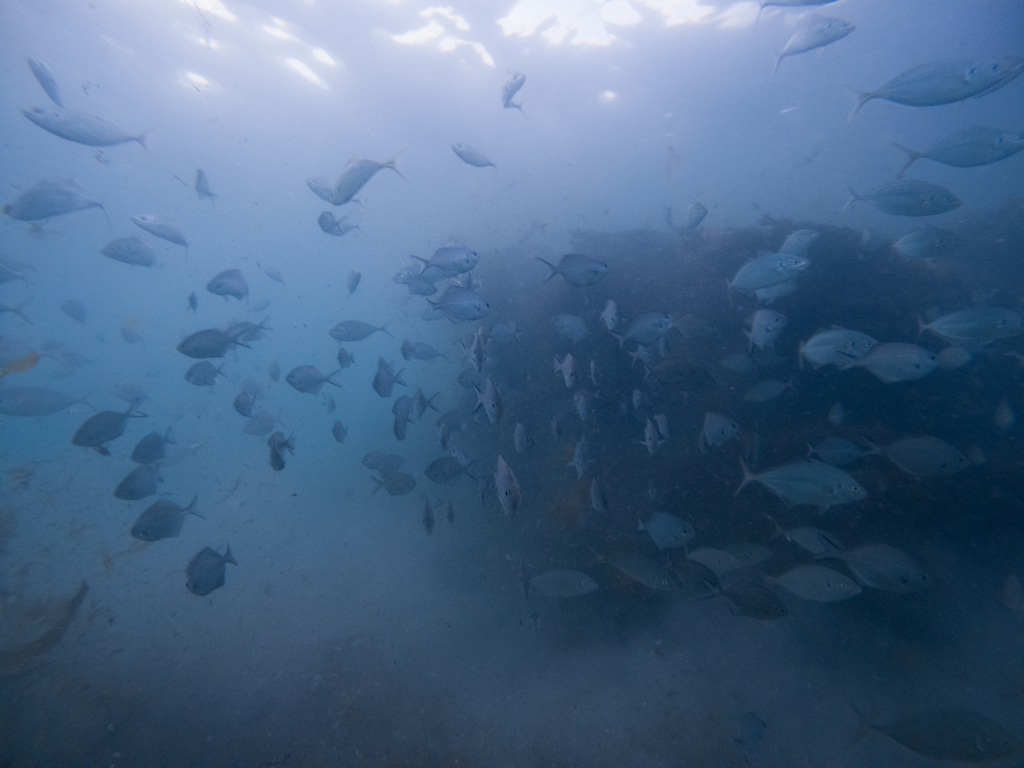 Silver Sweep from Auckland, New Zealand on February 2, 2025 at 08:05 PM ...
