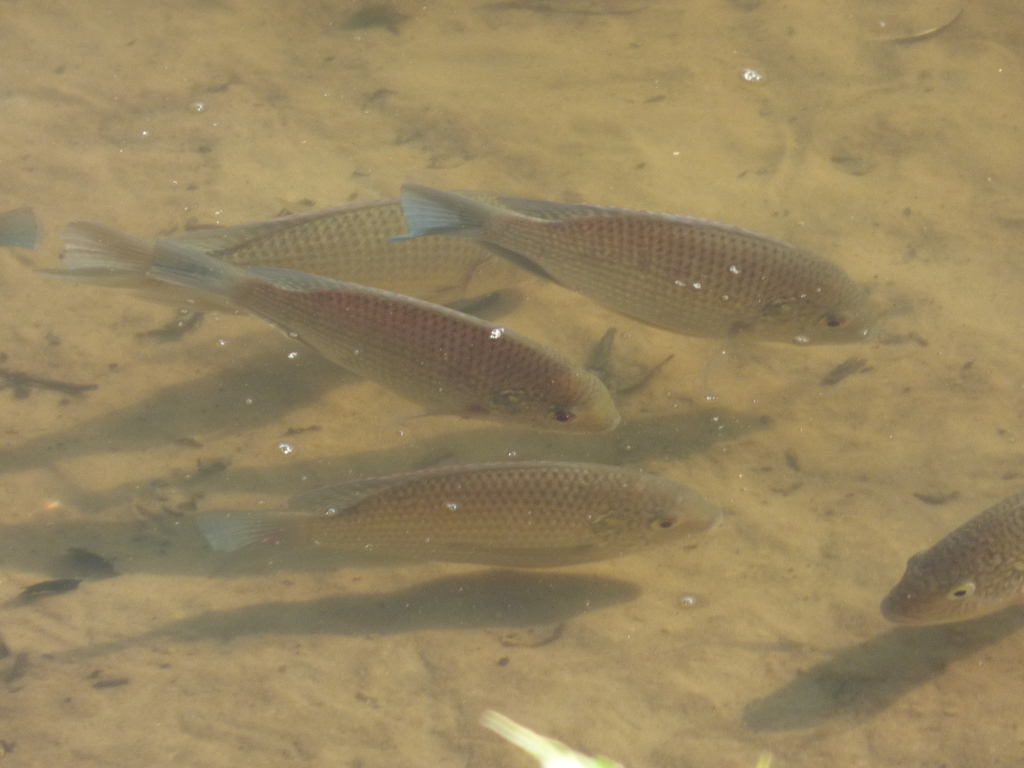 Longfin Tilapia (Oreochromis macrochir) - Marine Life Identification