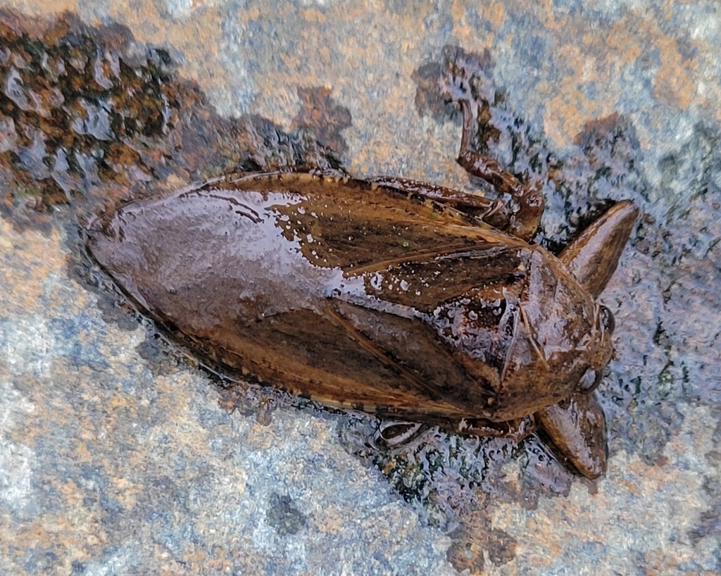 American Giant Water Bug from Bowie, MD 20720, USA on February 2, 2025 ...