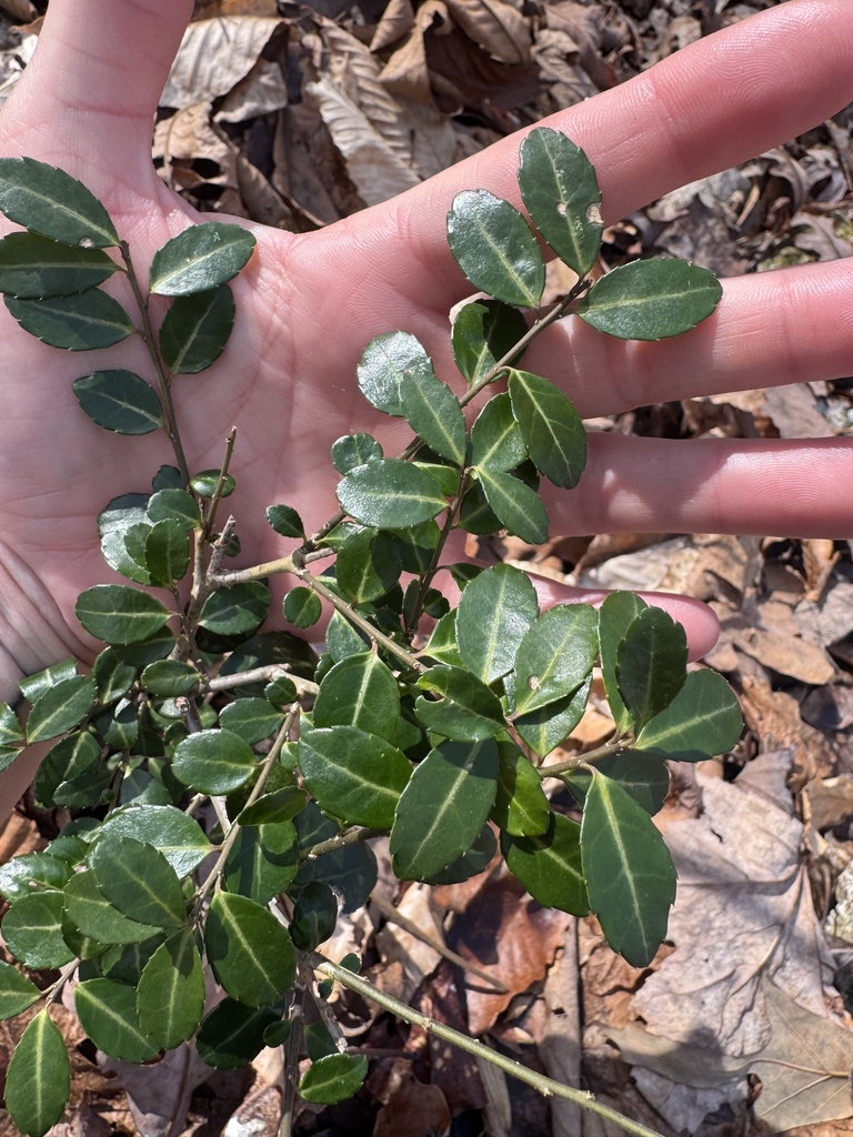 Japanese holly from Oak Ridge, TN, US on February 2, 2025 at 02:59 PM ...