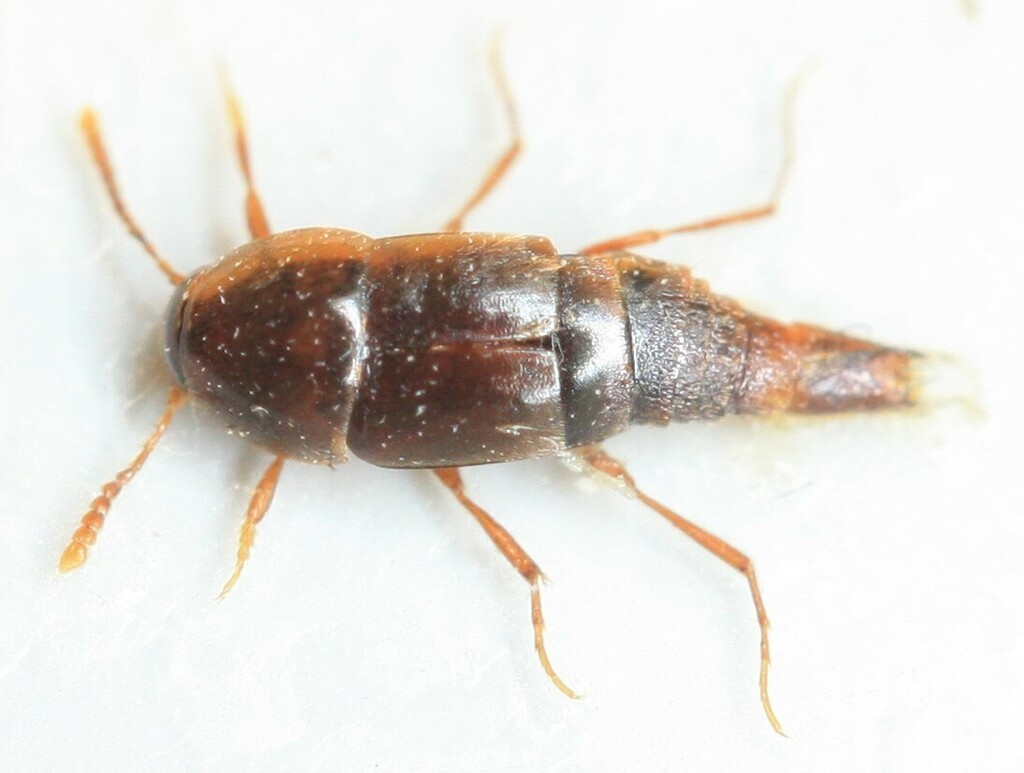 Sepedophilus testaceus from Юго-Западный административный округ, Москва ...