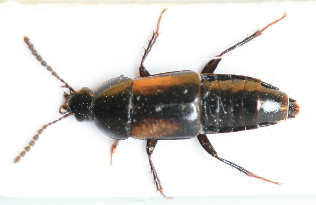 Tachinus subterraneus from Чеховский р-н, Московская обл., Россия on ...