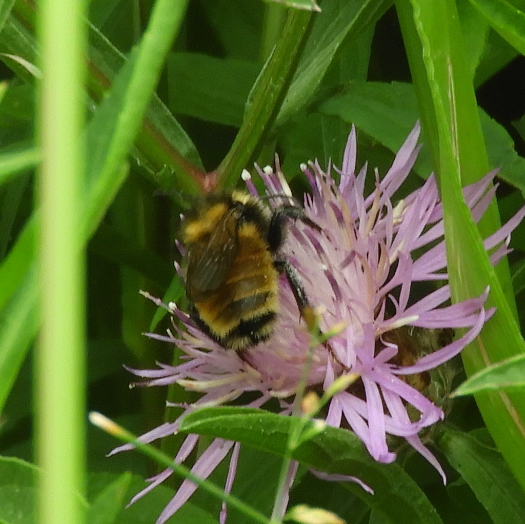 Northern Amber Bumble Bee in July 2019 by suegregoire. Bombus Bumble ...