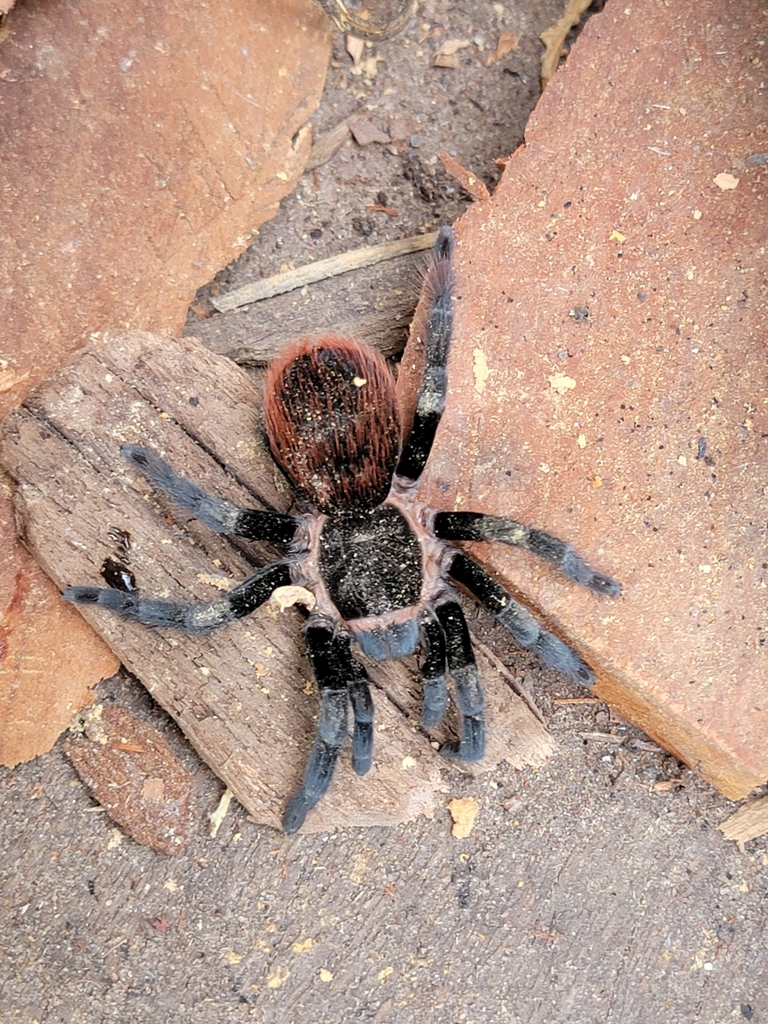 Mexican Red-rump Tarantula in December 2024 by Joseph Ballina · iNaturalist
