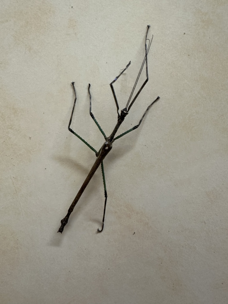 Strong Stick Insect from Danbulla, QLD, AU on February 3, 2025 at 07:02 ...