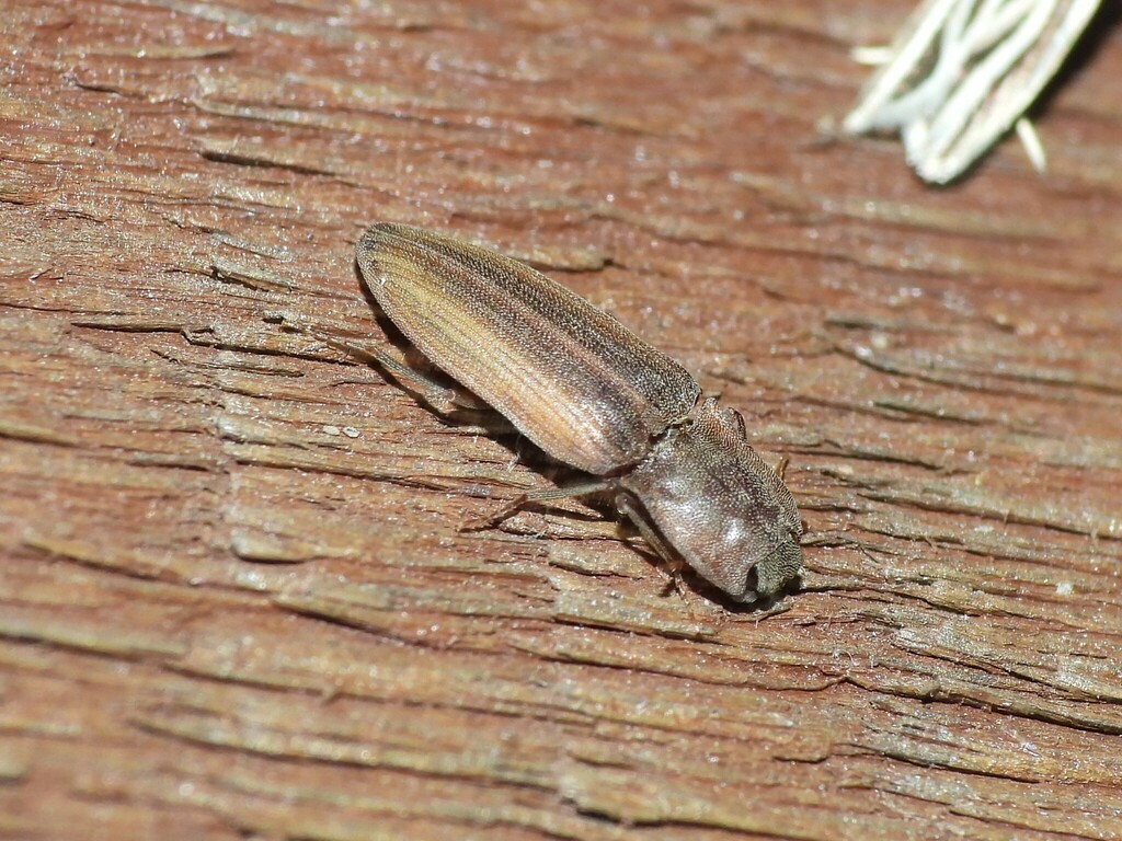 Dicteniophorus ramifer from Coomba Park NSW 2428, Australia on February ...