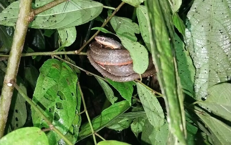 Salmon-bellied Racer from Limón, Talamanca, Costa Rica on July 4, 2024 ...