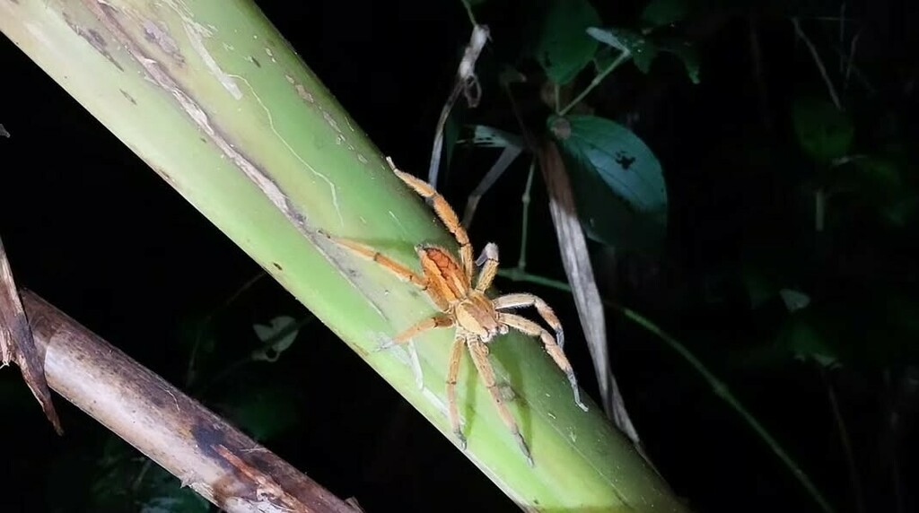 Spot-legged Bromeliad Spider from Limón, Talamanca, Costa Rica on July ...