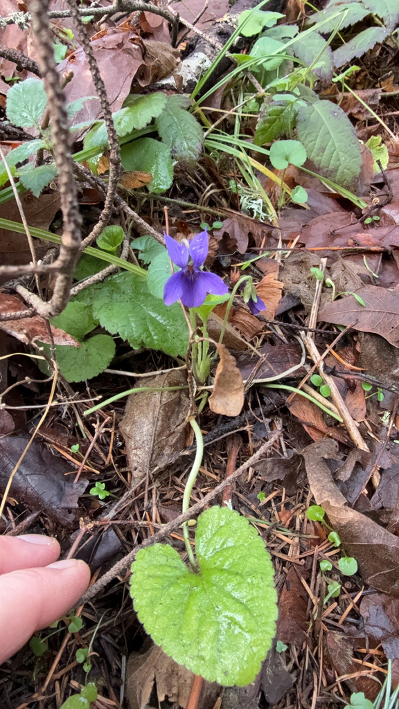 Sweet violet from Portland on February 02, 2025 at 02:15 PM by Jesse E ...