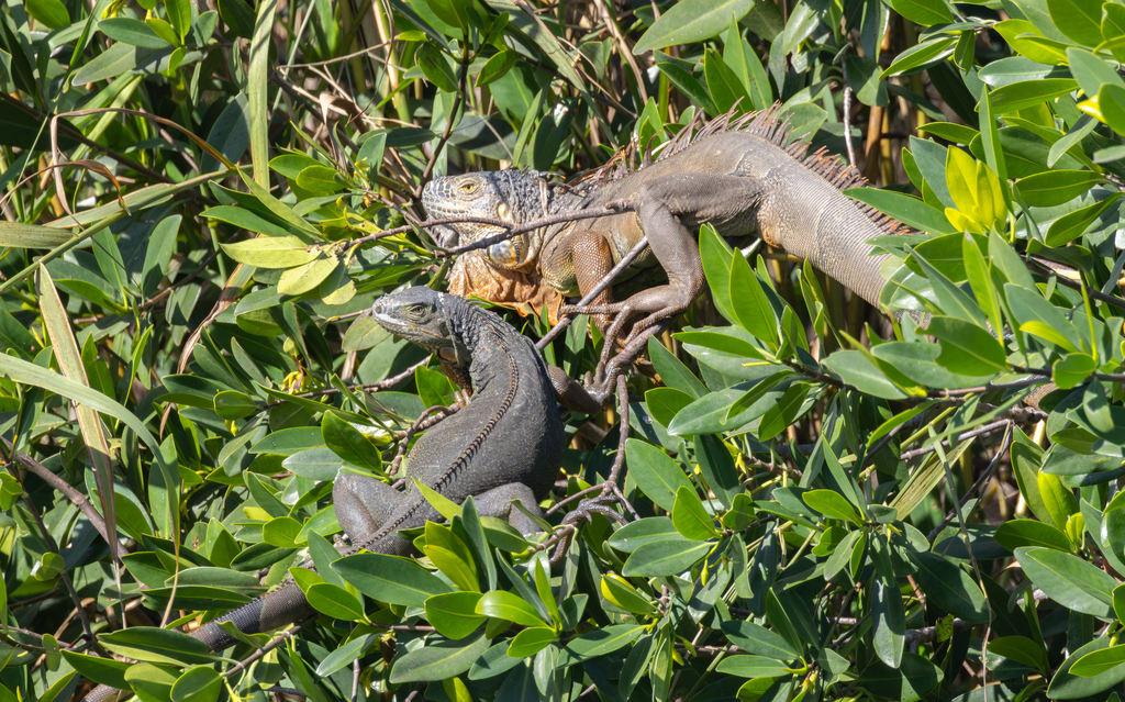 Green Iguana from Miami-Dade County, FL, USA on January 25, 2025 at 10: ...