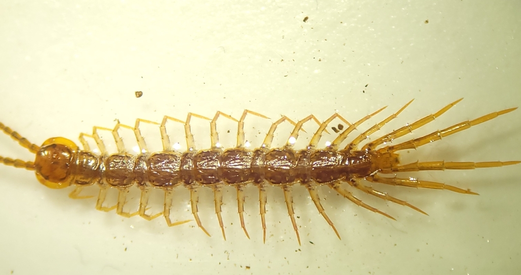 Bothropolys multidentatus from Bowie, MD 20720, USA on February 02 ...