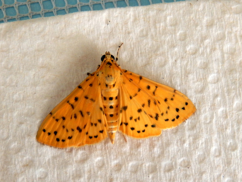 Yellow Peach Moth from Sydney NSW, Australia on February 02, 2025 at 11 ...