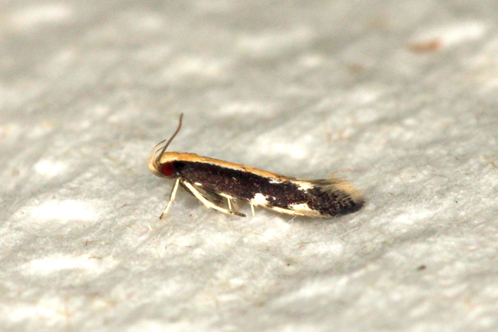 Labdia oxysema from Sydney NSW, Australia on February 2, 2025 at 10:41 ...